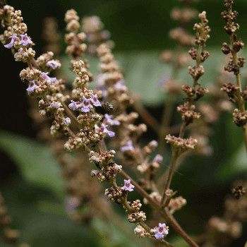 Milla | Peacock Chaste Tree | Vitex altissima | Trees in Sri Lanka