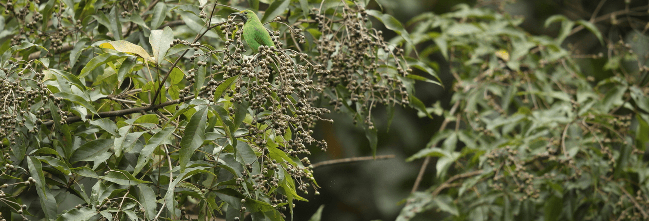 Milla | Agricultural and Natural Plants and Tree of Sri Lanka