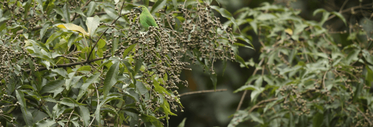 Plant Quiz | Test Knowledge on Trees and Plants of Sri Lanka | Dilmah