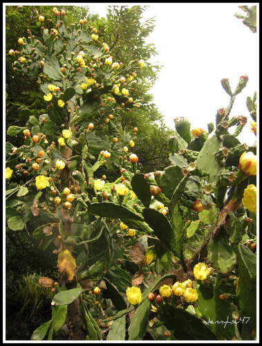 Katu Pathok | Snake Hood Fig Tree | Opuntia dillenii | Trees in Sri Lanka