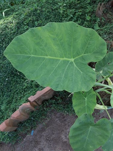 kiri-ala | Trees in Sri Lanka