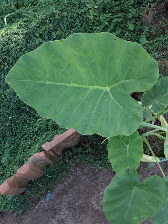 Plant Quiz | Test Knowledge on Trees and Plants of Sri Lanka | Dilmah