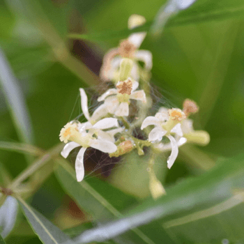 Kohomba | Neem Tree | Azadirachta indica | Trees in Sri Lanka