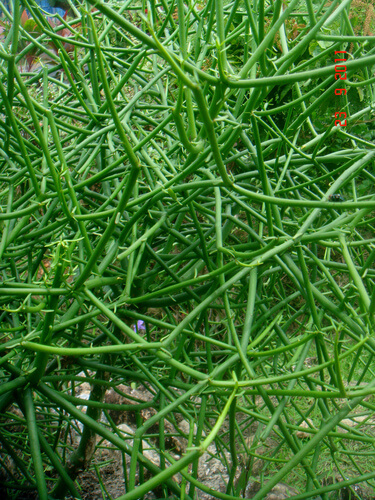 Navahandi | Pencil Cactus Tree | Euphorbia tirucalli | Trees in Sri Lanka