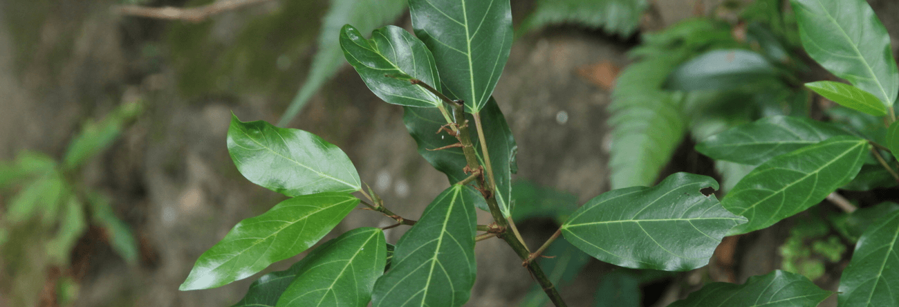 Attikka | Cluster Fig Tree | Ficus racemosa | Trees in Sri Lanka