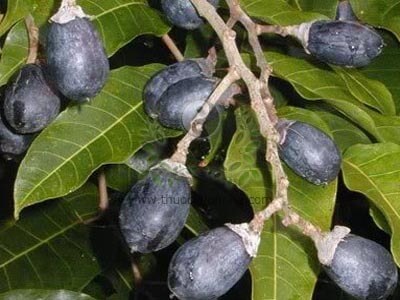 Kekuna | Cinnamom Tree | Cinnamomum verum | Trees in Sri Lanka