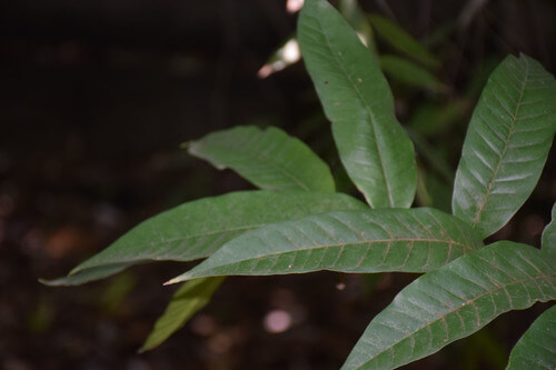 Anoda | Weliatha | Bullock‘s Heart Tree | Annona reticulate | Trees in ...