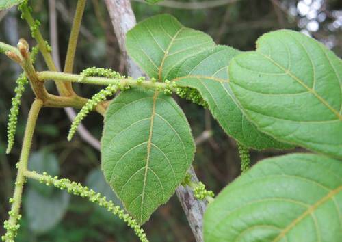Bu Kobbe | Titberry Tree | Allophylus cobbe | Trees in Sri Lanka