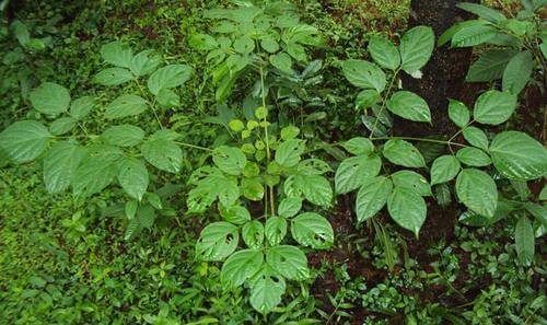 Totila | Indian Trumpet Tree | Oroxylum indicum | Trees in Sri Lanka