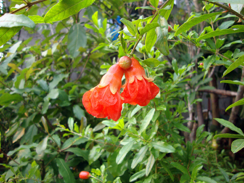 Delum | Pomegranate Tree | Punica granatum | Trees in Sri Lanka