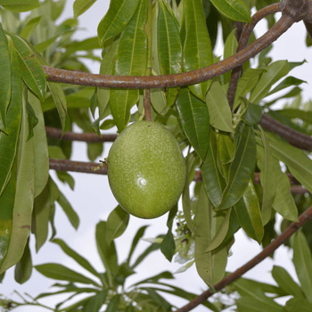 kadura | Trees in Sri Lanka
