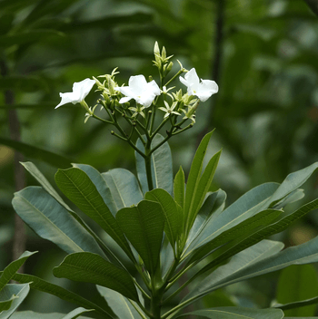 kadura | Trees in Sri Lanka