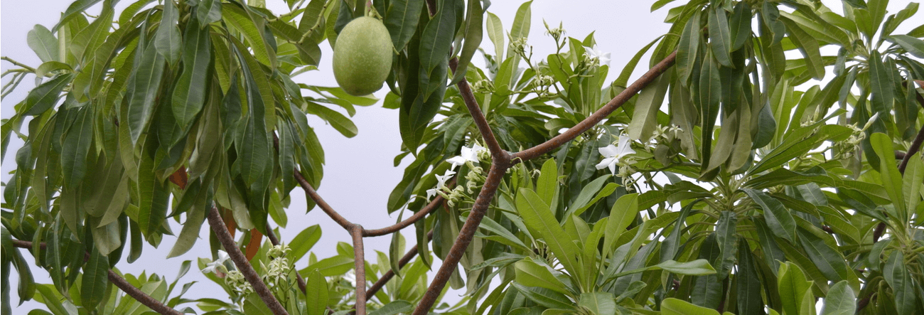 kadura | Trees in Sri Lanka
