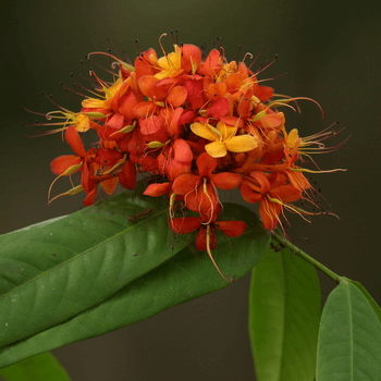 Asoka | Ashok Tree | Saraca asoca | Trees in Sri Lanka