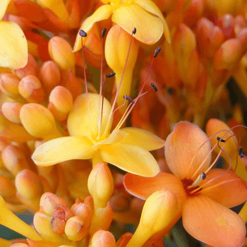 Asoka | Ashok Tree | Saraca asoca | Trees in Sri Lanka
