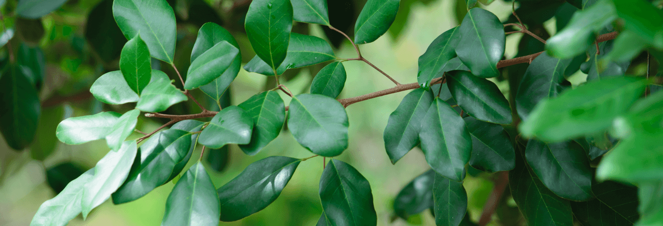 Kaha Penela | South India Soapnut Tree | Sapindus trifoliatus | Trees ...