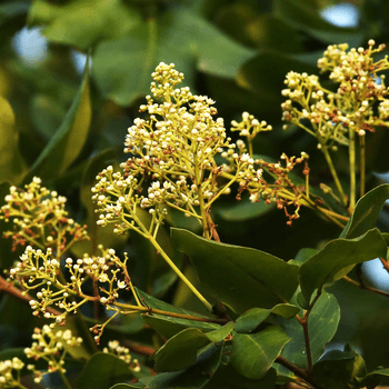 Kaha Penela | South India Soapnut Tree | Sapindus trifoliatus | Trees ...