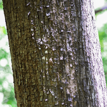 Kaha Penela | South India Soapnut Tree | Sapindus trifoliatus | Trees ...
