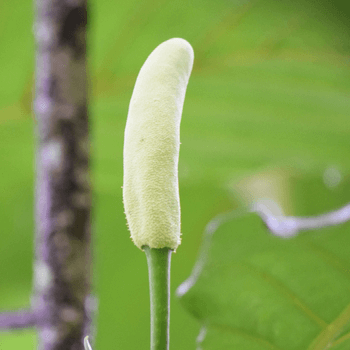 Del | Ceylon Breadfruit Tree | Artocarpus nobilis | Trees in Sri Lanka