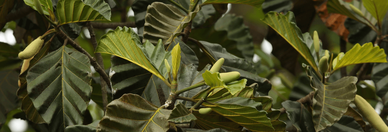 Del | Ceylon Breadfruit Tree | Artocarpus nobilis | Trees in Sri Lanka