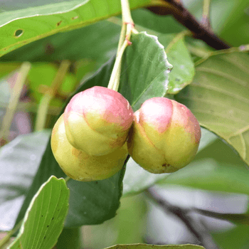 Goda Para | Dillenia retusa | Endemic Trees in Sri Lanka