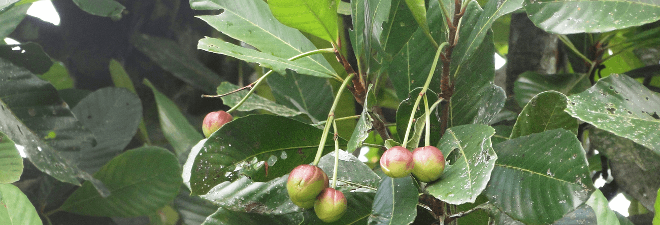 Goda Para | Dillenia retusa | Endemic Trees in Sri Lanka