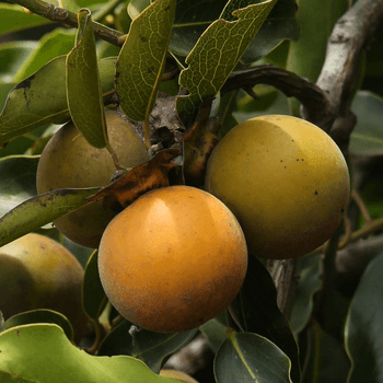 Timbiri | Trees in Sri Lanka