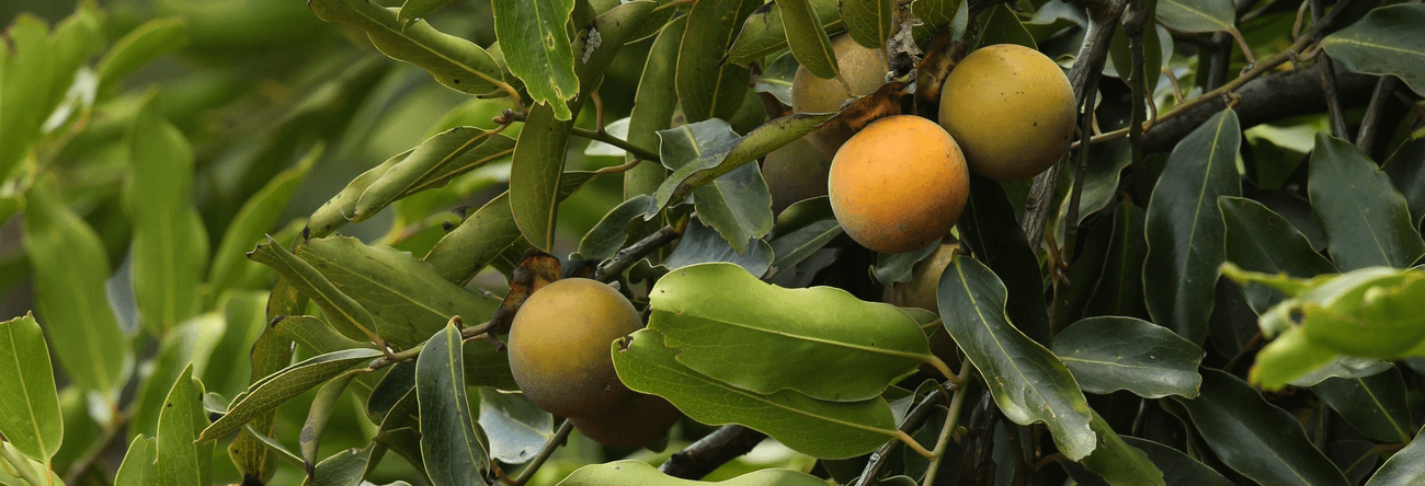Timbiri | Trees in Sri Lanka
