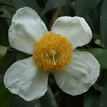 Na | Iron Wood Tree | Mesua ferrea | Trees in Sri Lanka