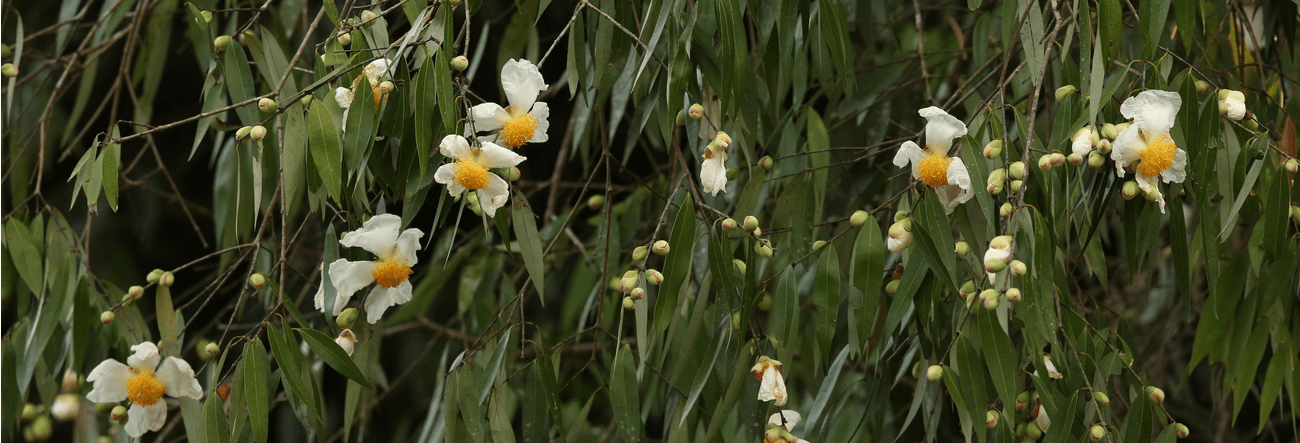 Na | Iron Wood Tree | Mesua ferrea | Trees in Sri Lanka