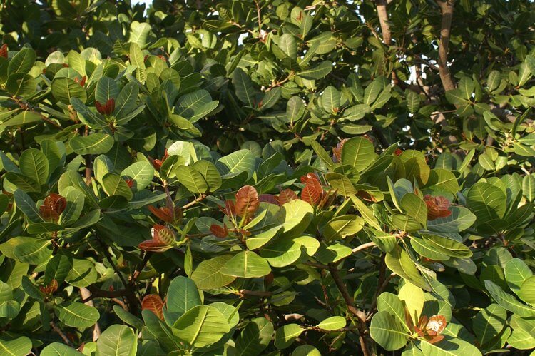 Plant Quiz | Test Knowledge on Trees and Plants of Sri Lanka | Dilmah