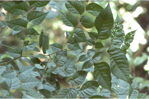 Hulanhik | Chittagong Wood Tree | Chukrasia tabularis | Trees in Sri Lanka