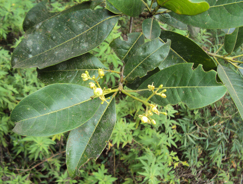 Ankenda | Muttanari Tree | Acronychia Pedunculata | Trees in Sri Lanka ...