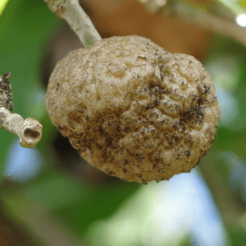 Bakmee | Leichhardt Tree | Nauclea orientalis | Trees in Sri Lanka