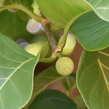Bakmee | Leichhardt Tree | Nauclea orientalis | Trees in Sri Lanka