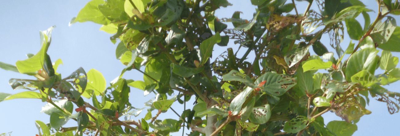 Helamba | True Kadamb Tree | Mitragyna parvifolia | Trees in Sri Lanka