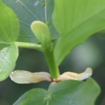 Helamba | True Kadamb Tree | Mitragyna parvifolia | Trees in Sri Lanka