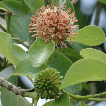 Helamba | True Kadamb Tree | Mitragyna parvifolia | Trees in Sri Lanka