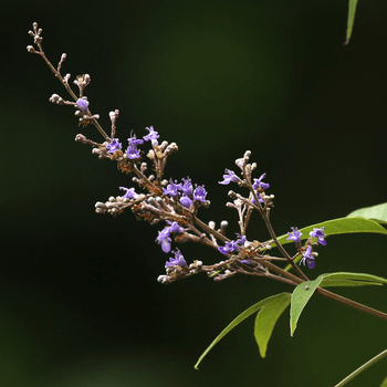 Nika | Chaste Tree | Vitex negundo | Trees in Sri Lanka