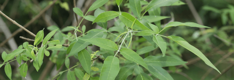 Plant Quiz | Test Knowledge on Trees and Plants of Sri Lanka | Dilmah