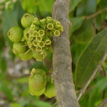 Kora Kaha | Blue Mist Tree | Memecylon umbellatum | Trees in Sri Lanka