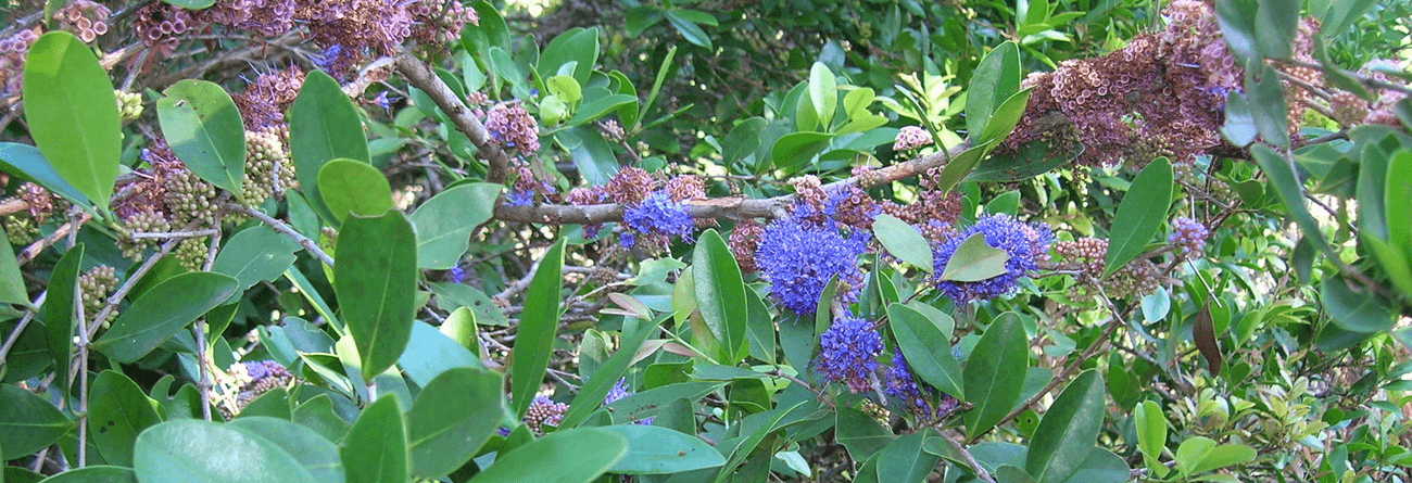 Kora Kaha | Blue Mist Tree | Memecylon umbellatum | Trees in Sri Lanka