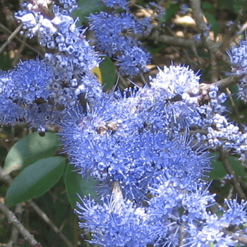 Kora-kaha | Agricultural and Natural Plants and Tree of Sri Lanka