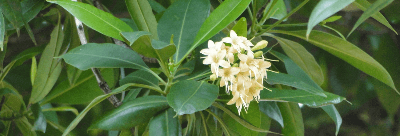 Wal Karabu | Tembusa Tree | Fagraea fragrans | Trees in Sri Lanka