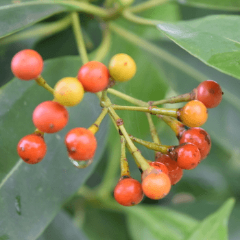 Wal Karabu | Tembusa Tree | Fagraea fragrans | Trees in Sri Lanka