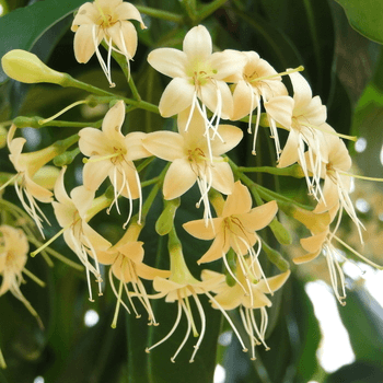 Wal Karabu | Tembusa Tree | Fagraea fragrans | Trees in Sri Lanka