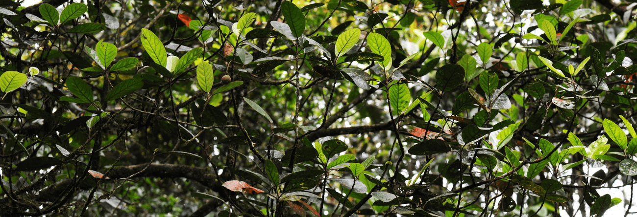 Gal Weralu | Elaeocarpus subvillosus | Endemic Trees in Sri Lanka