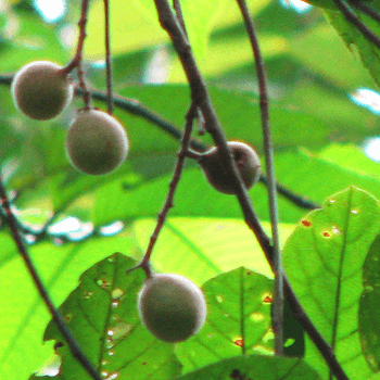 Gal Weralu | Elaeocarpus subvillosus | Endemic Trees in Sri Lanka