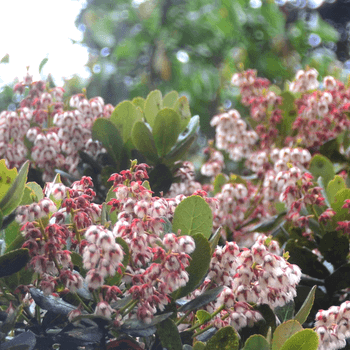 Gal Weralu | Elaeocarpus subvillosus | Endemic Trees in Sri Lanka