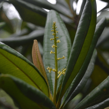 Aridda | Campnosperma zeylanica | Endemic Trees in Sri Lanka